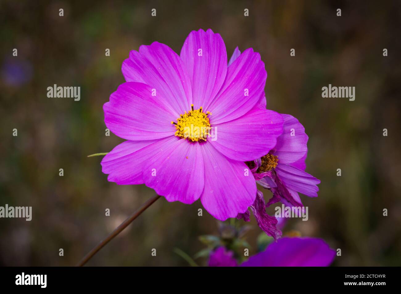Lila gartenkosmos -Fotos und -Bildmaterial in hoher Auflösung – Alamy