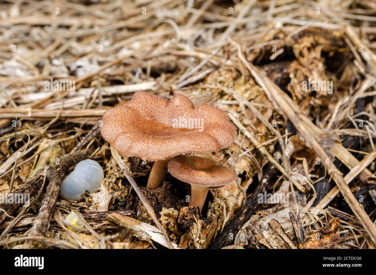 Saprotrophe pilze -Fotos und -Bildmaterial in hoher Auflösung – Alamy