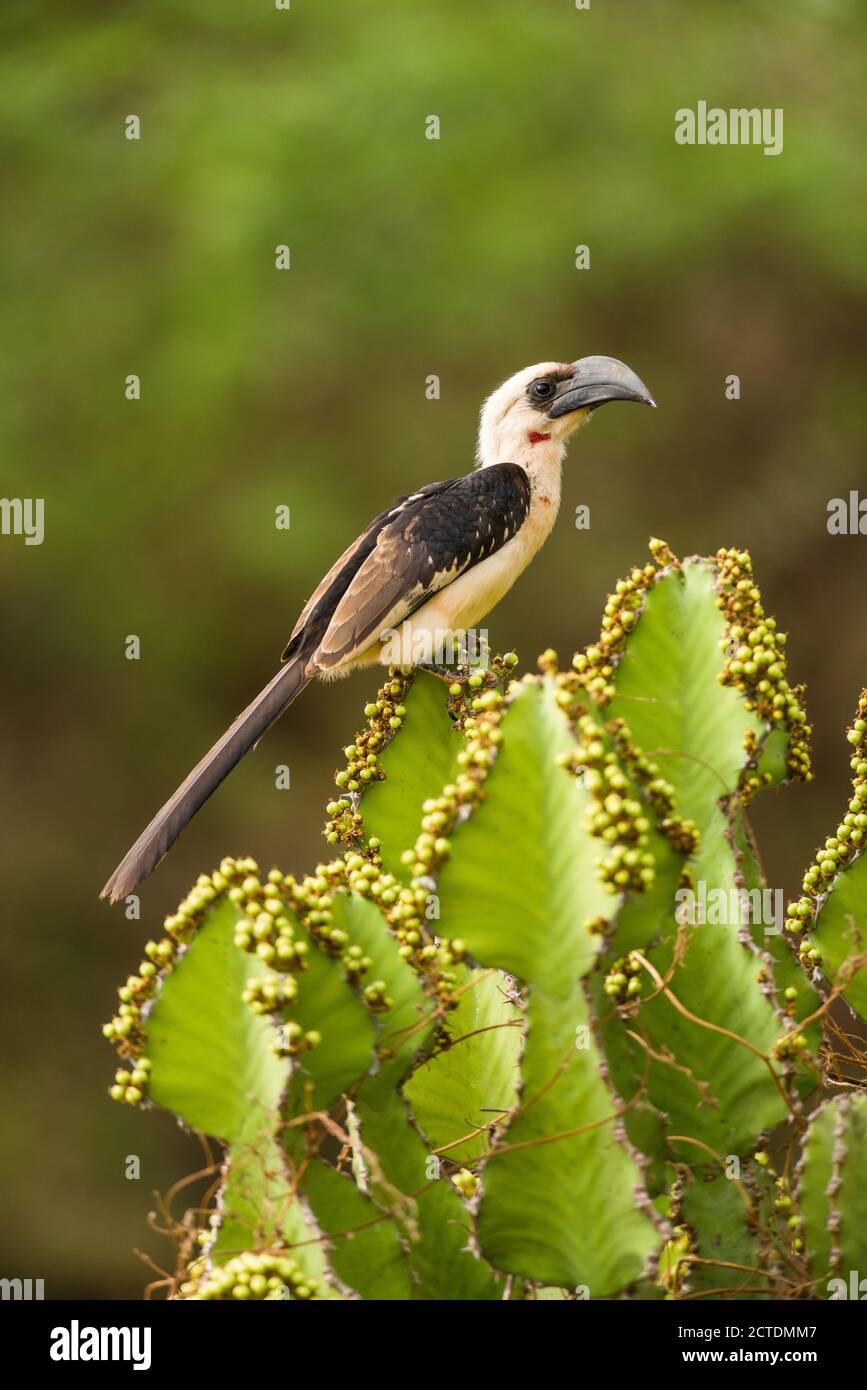 Tt jacksoni -Fotos und -Bildmaterial in hoher Auflösung – Alamy