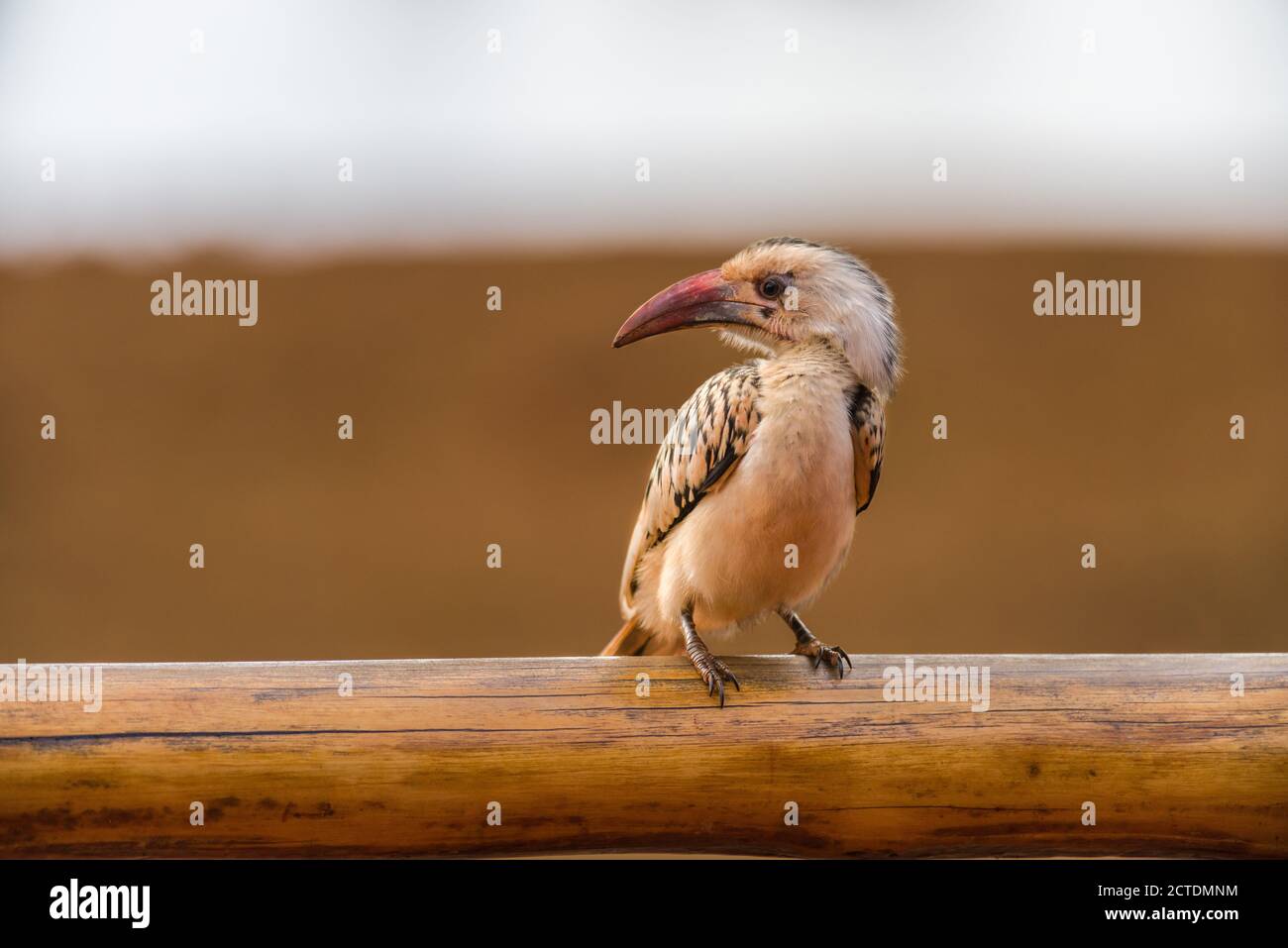 Tt jacksoni -Fotos und -Bildmaterial in hoher Auflösung – Alamy