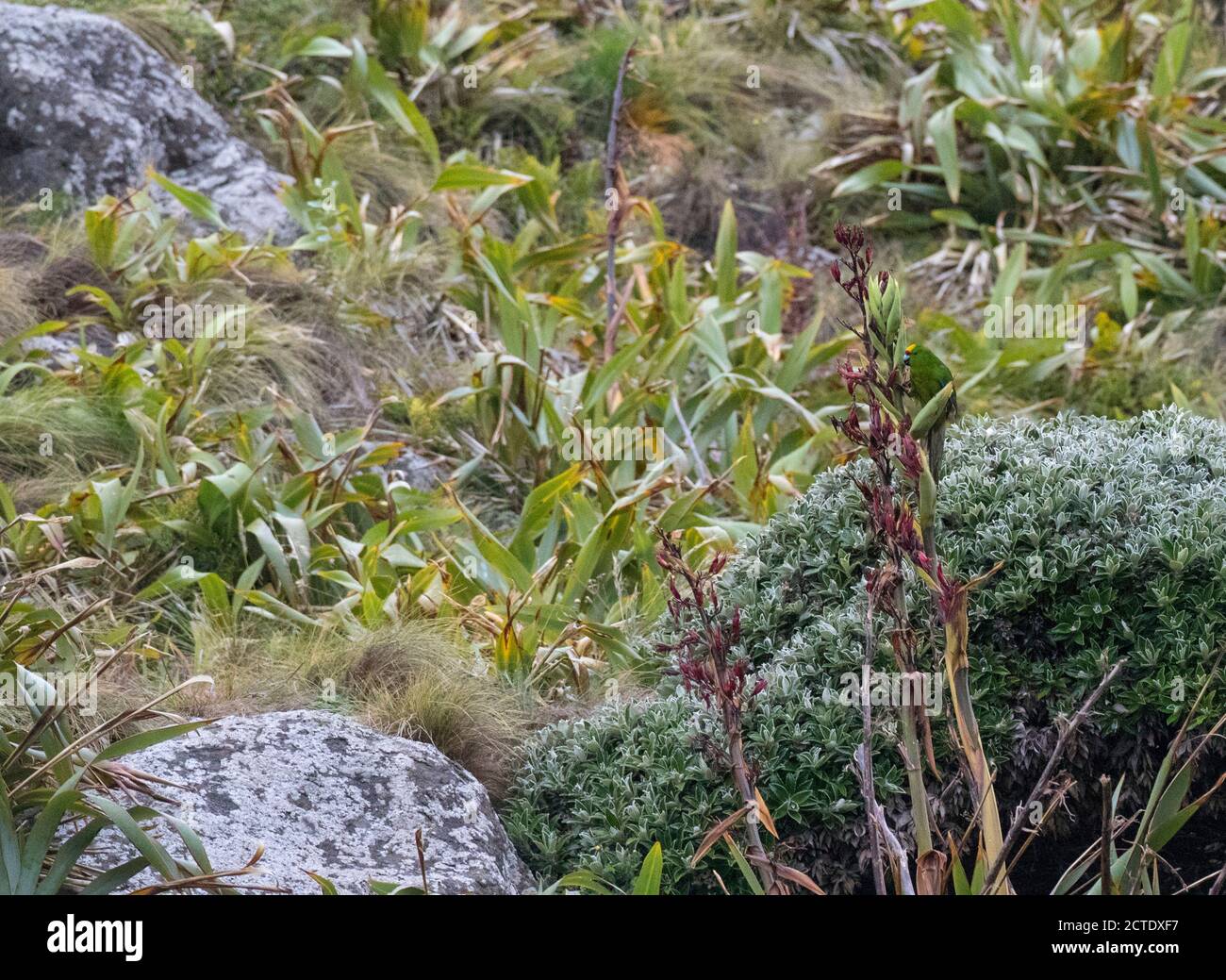 Forbes inseln -Fotos und -Bildmaterial in hoher Auflösung – Alamy