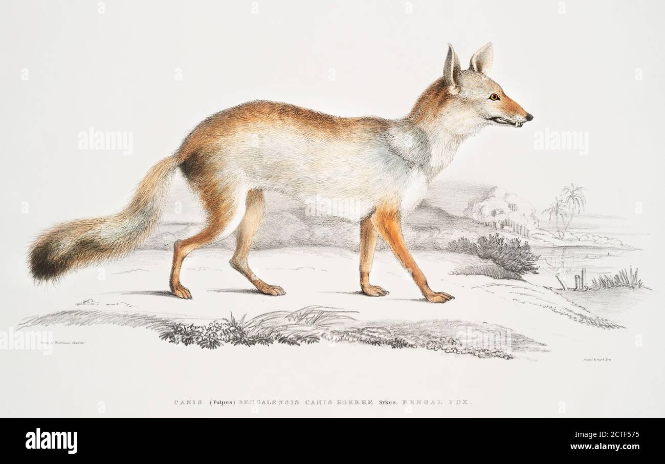 Bengalfuchs Vulpes Bengalensis Stockfotos und -bilder Kaufen - Alamy