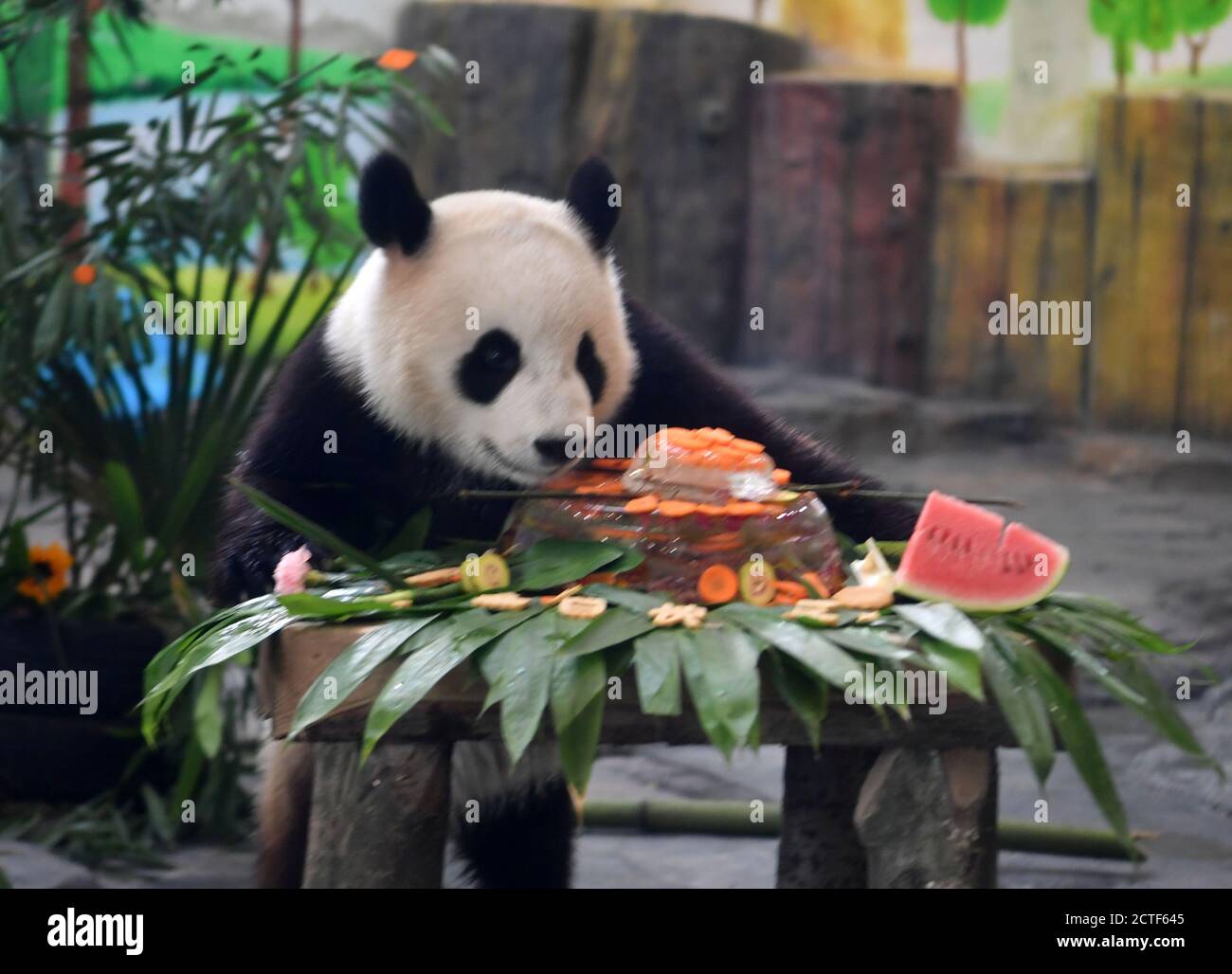 Ein Panda isst Geburtstagskuchen, der vom Zoopersonal im Fenghuang ...