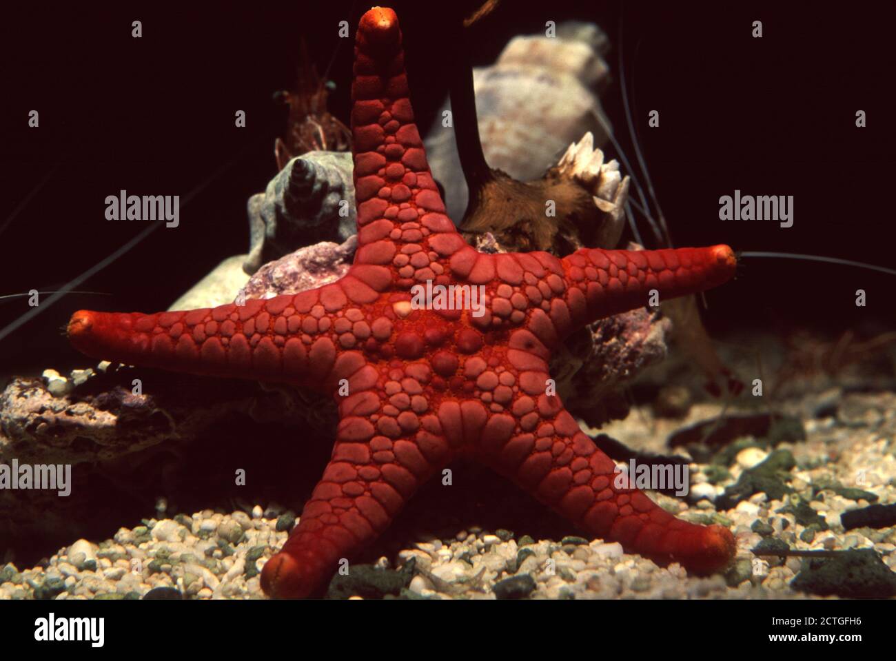 Marmorierte oder elegante Seesterne, Fromia elegans Stockfotografie - Alamy