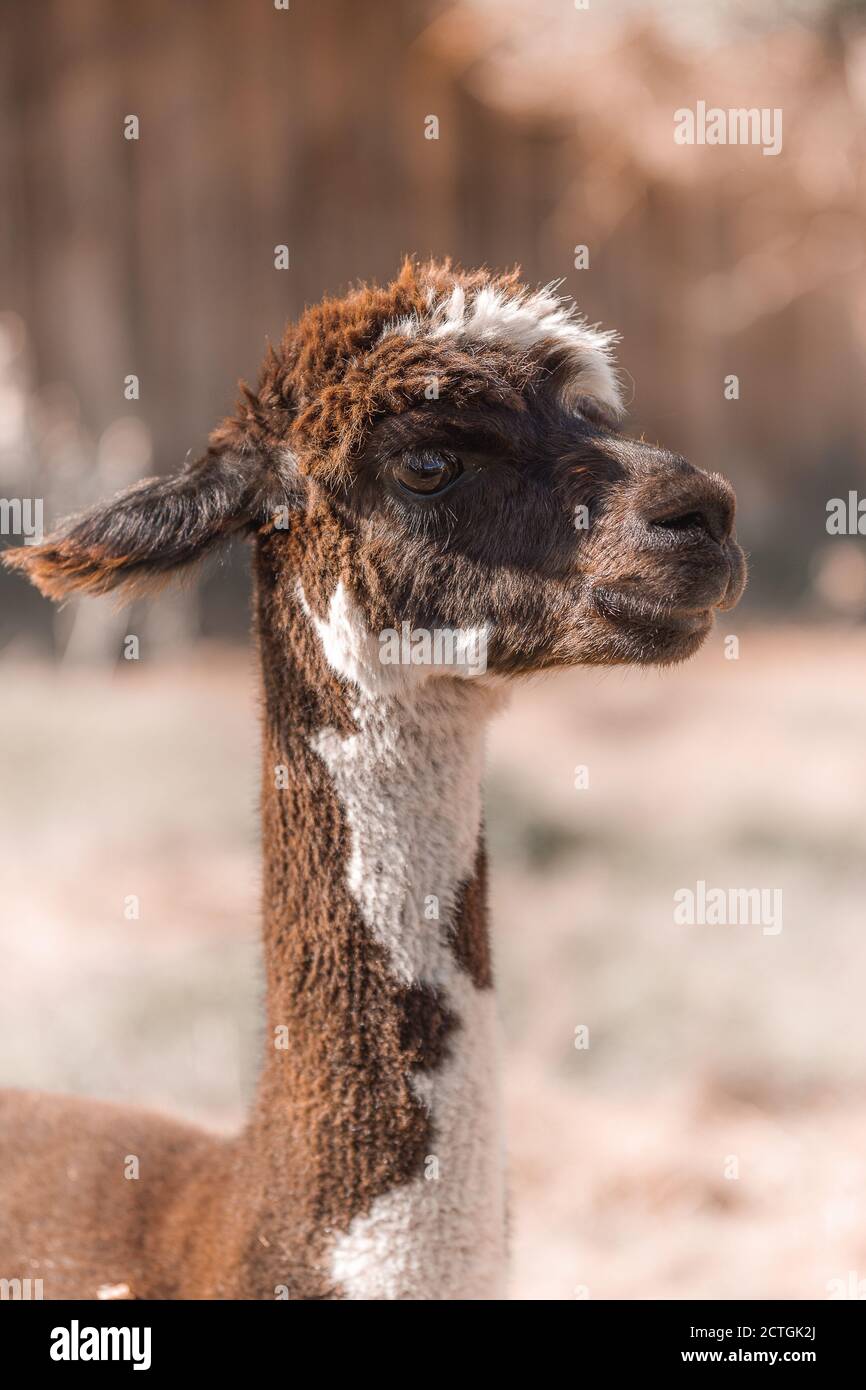 Lustiges lama -Fotos und -Bildmaterial in hoher Auflösung – Alamy