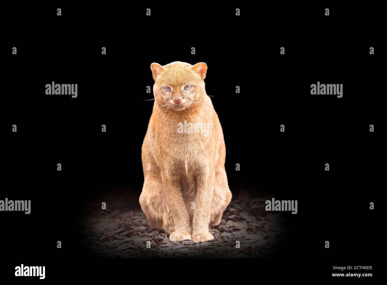 Puma pfote -Fotos und -Bildmaterial in hoher Auflösung – Alamy