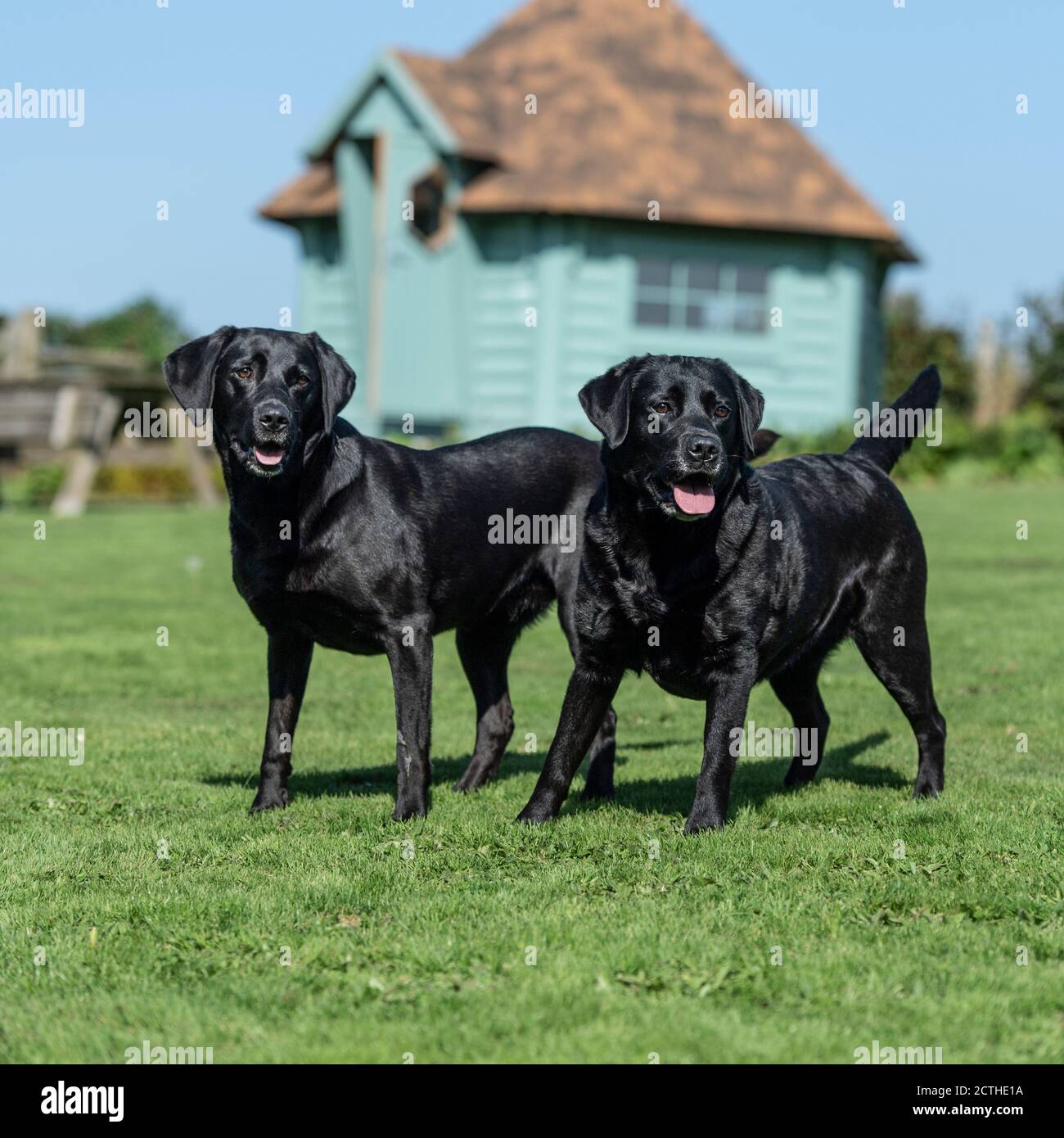 Two labradors -Fotos und -Bildmaterial in hoher Auflösung – Alamy
