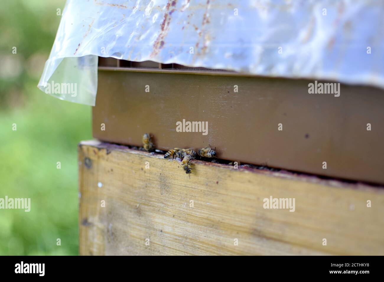 Apikulteur imkerei -Fotos und -Bildmaterial in hoher Auflösung – Alamy