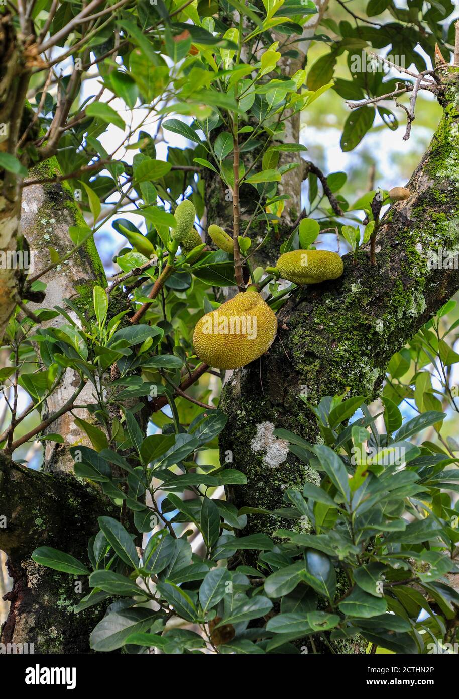 Artocarpus Heterophyllus Jack Baumfrucht Stockfotos und -bilder Kaufen ...