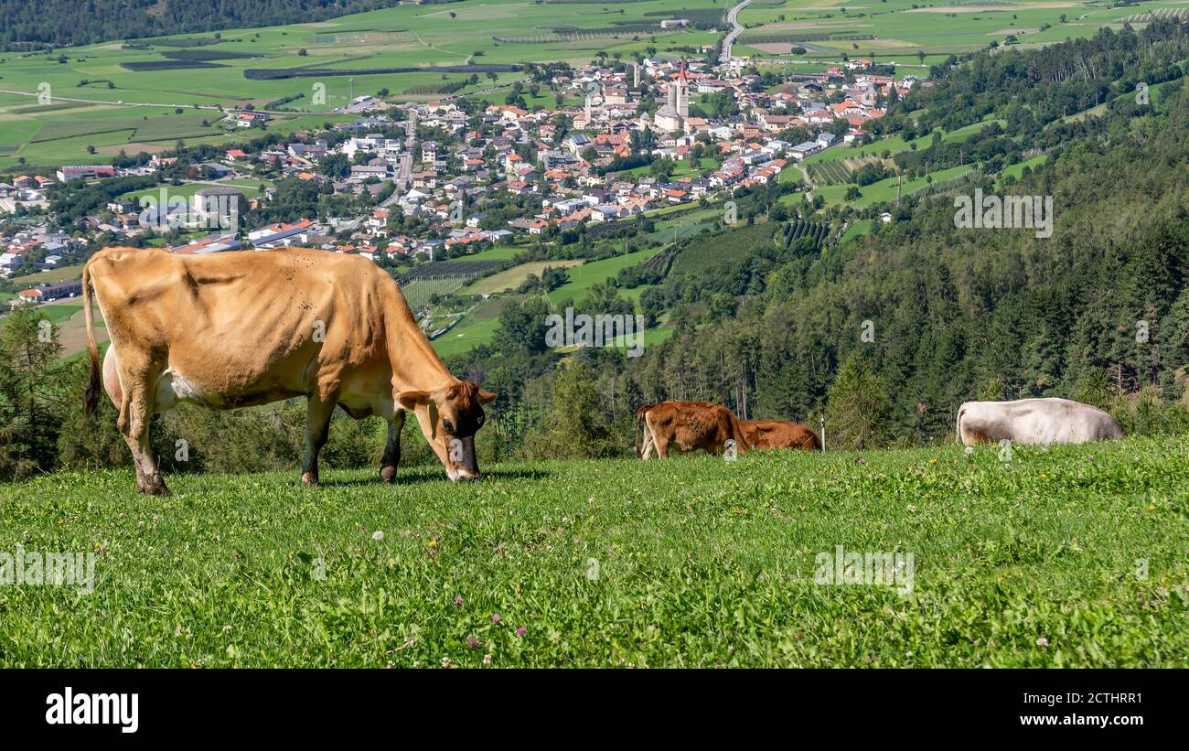 Oberste kuhweide -Fotos und -Bildmaterial in hoher Auflösung – Alamy