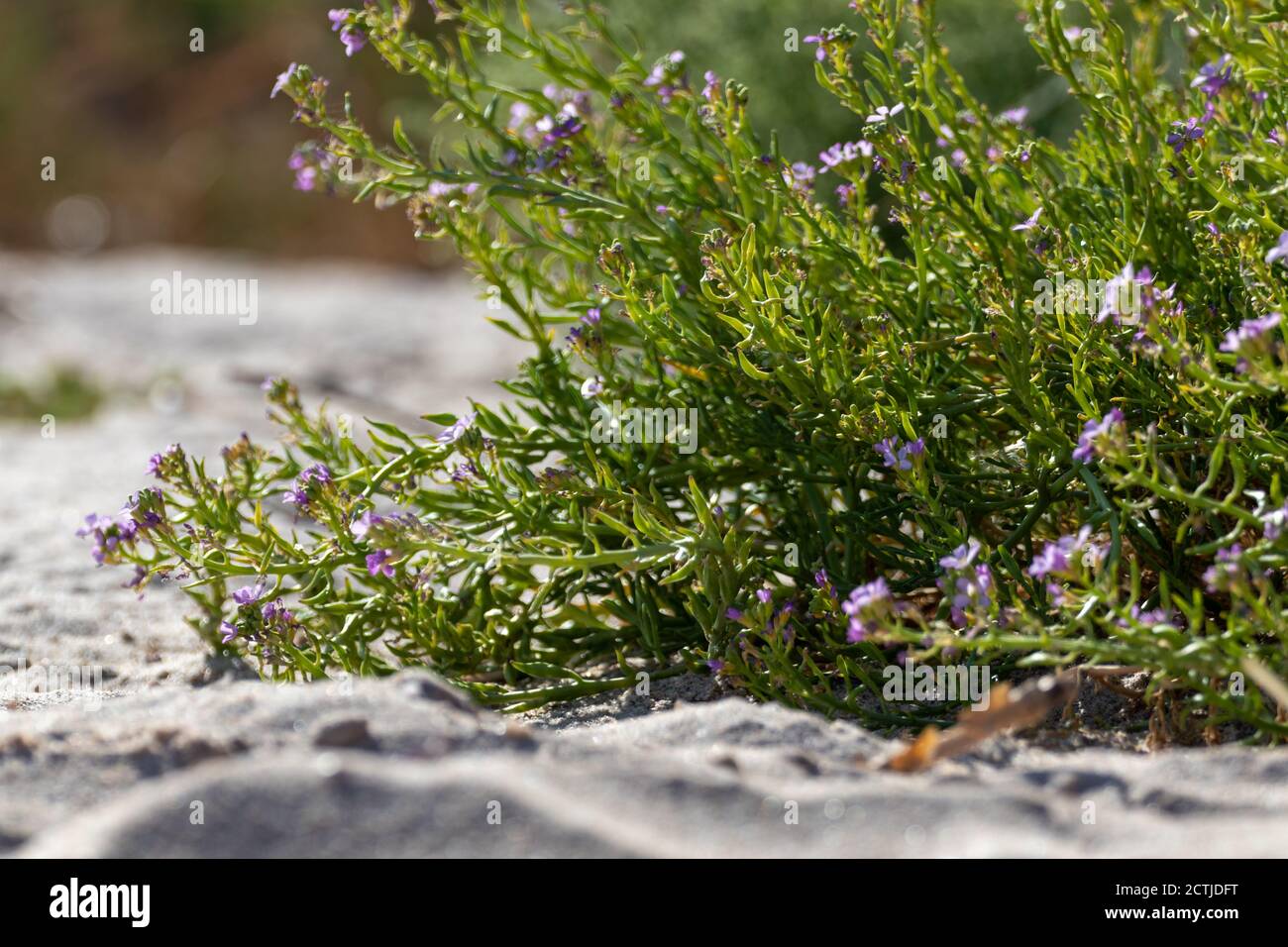 Lila blumen am strand -Fotos und -Bildmaterial in hoher Auflösung – Alamy
