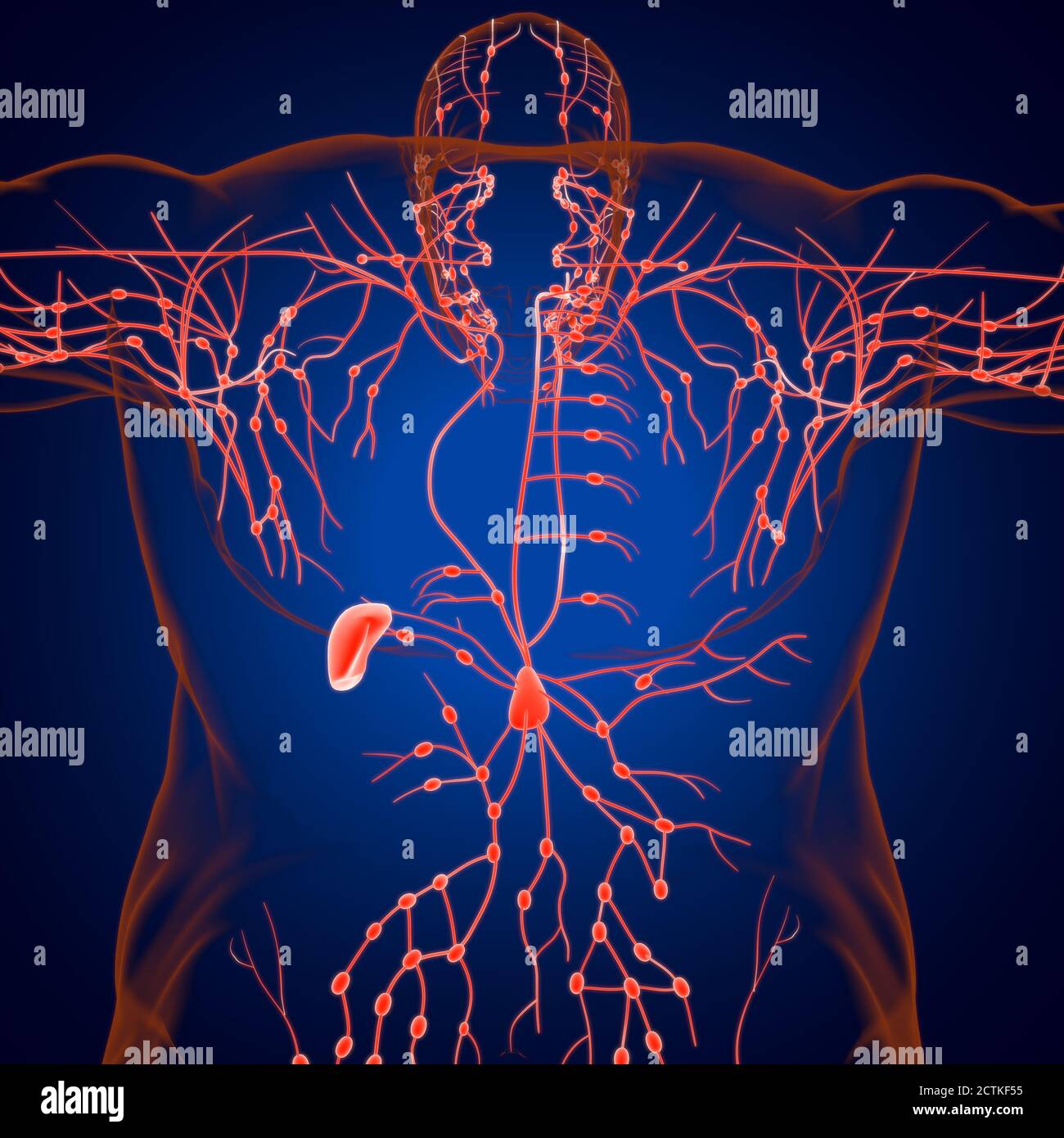 Lymph nodes head neck -Fotos und -Bildmaterial in hoher Auflösung – Alamy