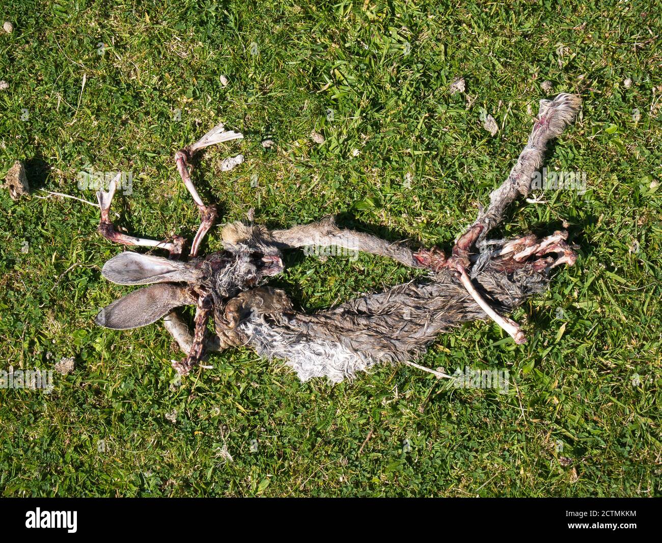 Kaninchen skelett -Fotos und -Bildmaterial in hoher Auflösung – Alamy