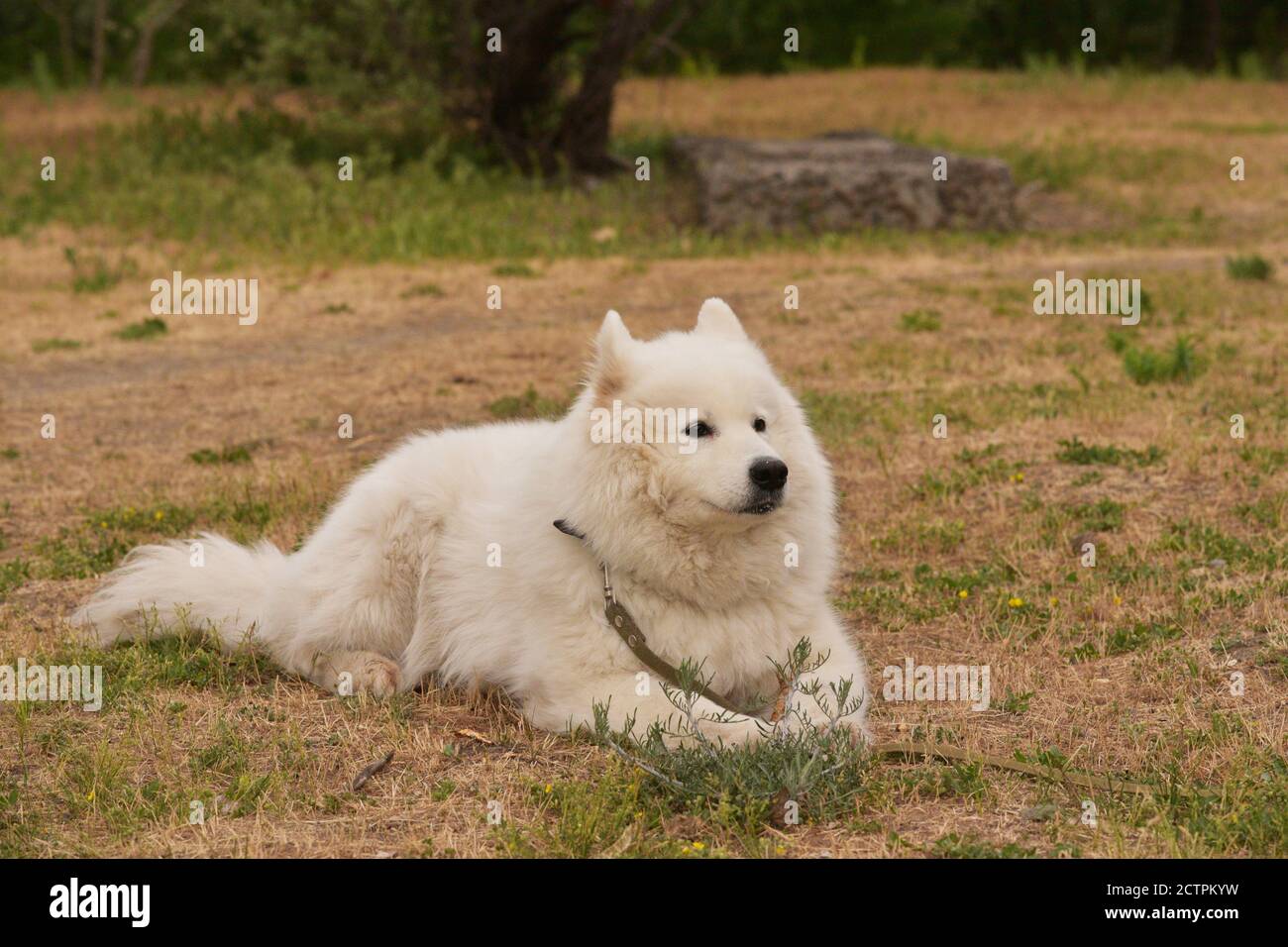 Samojede alaskan -Fotos und -Bildmaterial in hoher Auflösung – Alamy