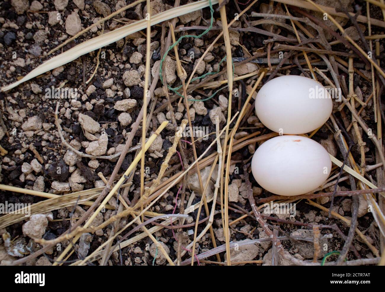Taubeneier im nest Stockfotos und -bilder Kaufen - Alamy