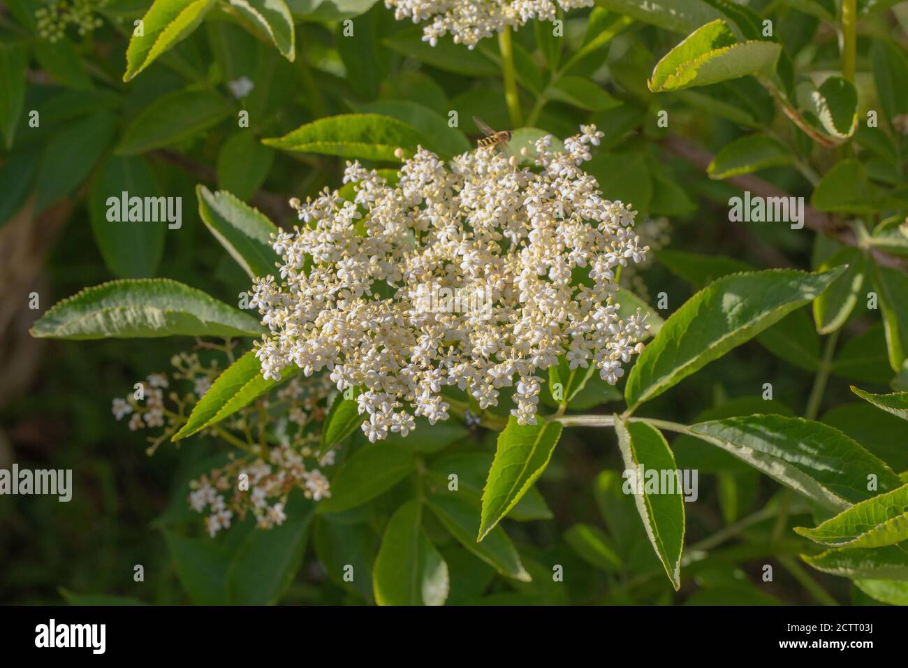 Holunder Baum (Sambucus nigra), Zweig mit Rispen von weißen Blüten in ...