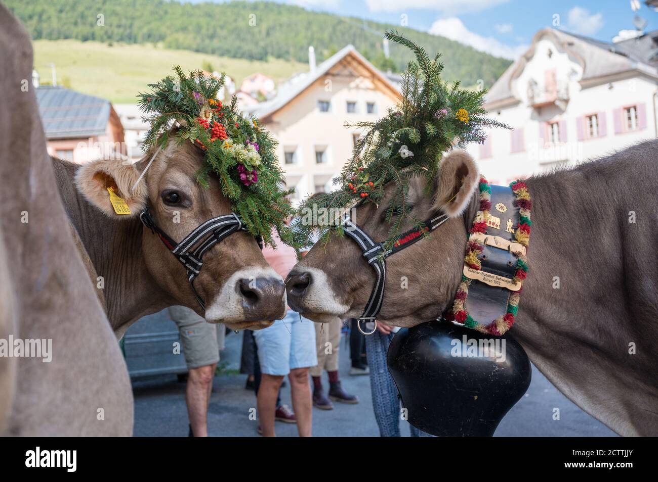 Engadin blumen -Fotos und -Bildmaterial in hoher Auflösung – Alamy