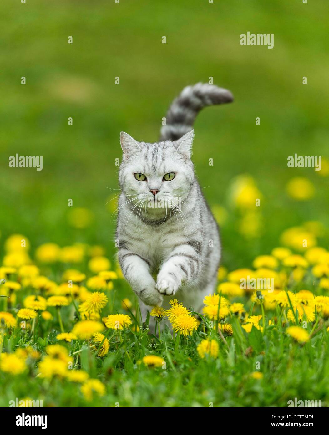Rennende katze -Fotos und -Bildmaterial in hoher Auflösung – Alamy