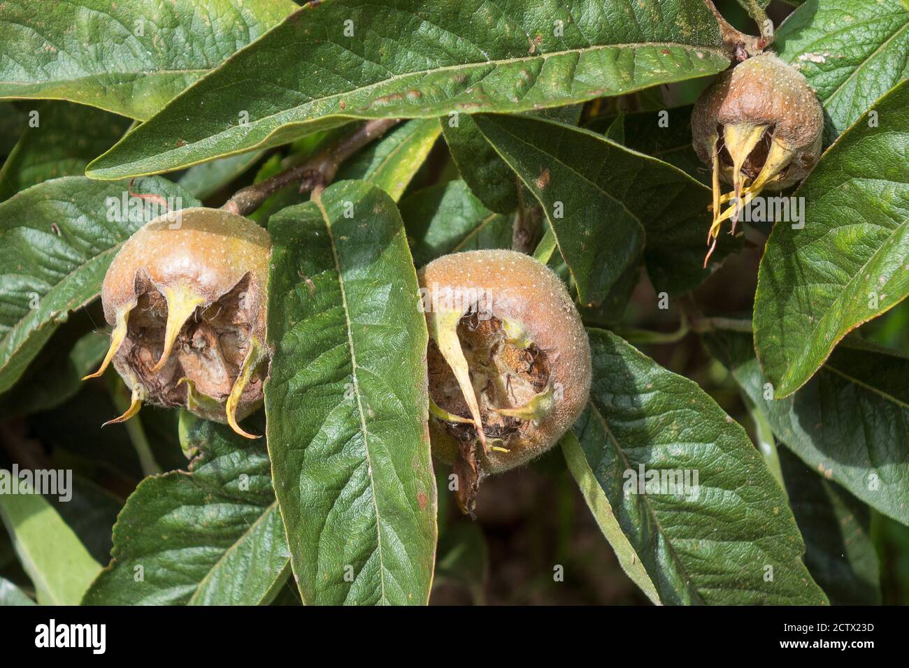 Mispel baum -Fotos und -Bildmaterial in hoher Auflösung – Alamy