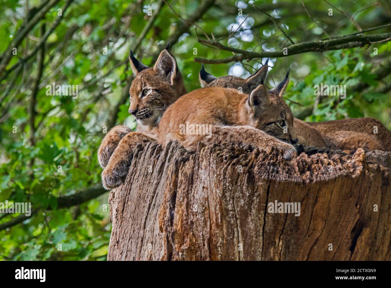 Drei junge eurasische Luchse (Luchs) Jungtiere ruhen auf Baumstamm im ...