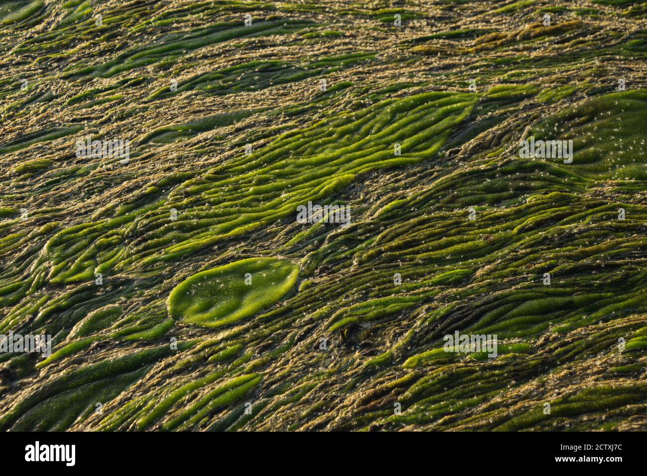 Sumpf texture -Fotos und -Bildmaterial in hoher Auflösung – Alamy