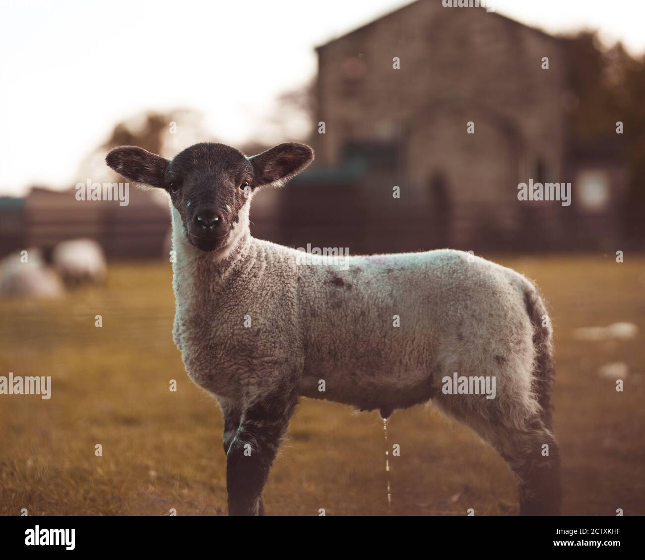Skurrile tierfotos -Fotos und -Bildmaterial in hoher Auflösung – Alamy