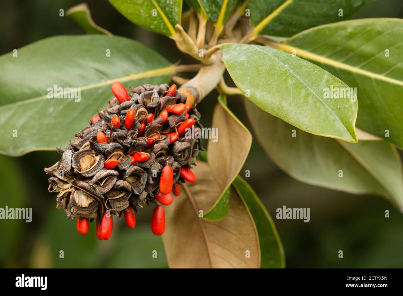 Magnolia grandiflora fruit -Fotos und -Bildmaterial in hoher Auflösung ...
