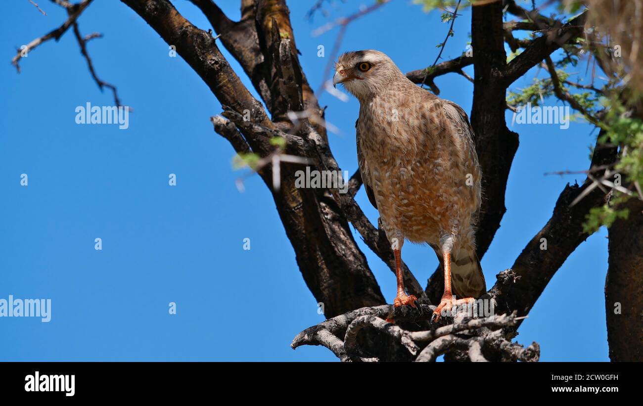 Großer Turmfalkenvogel (Falco rupicoloides, Weißäugiger Turmfalke) mit ...