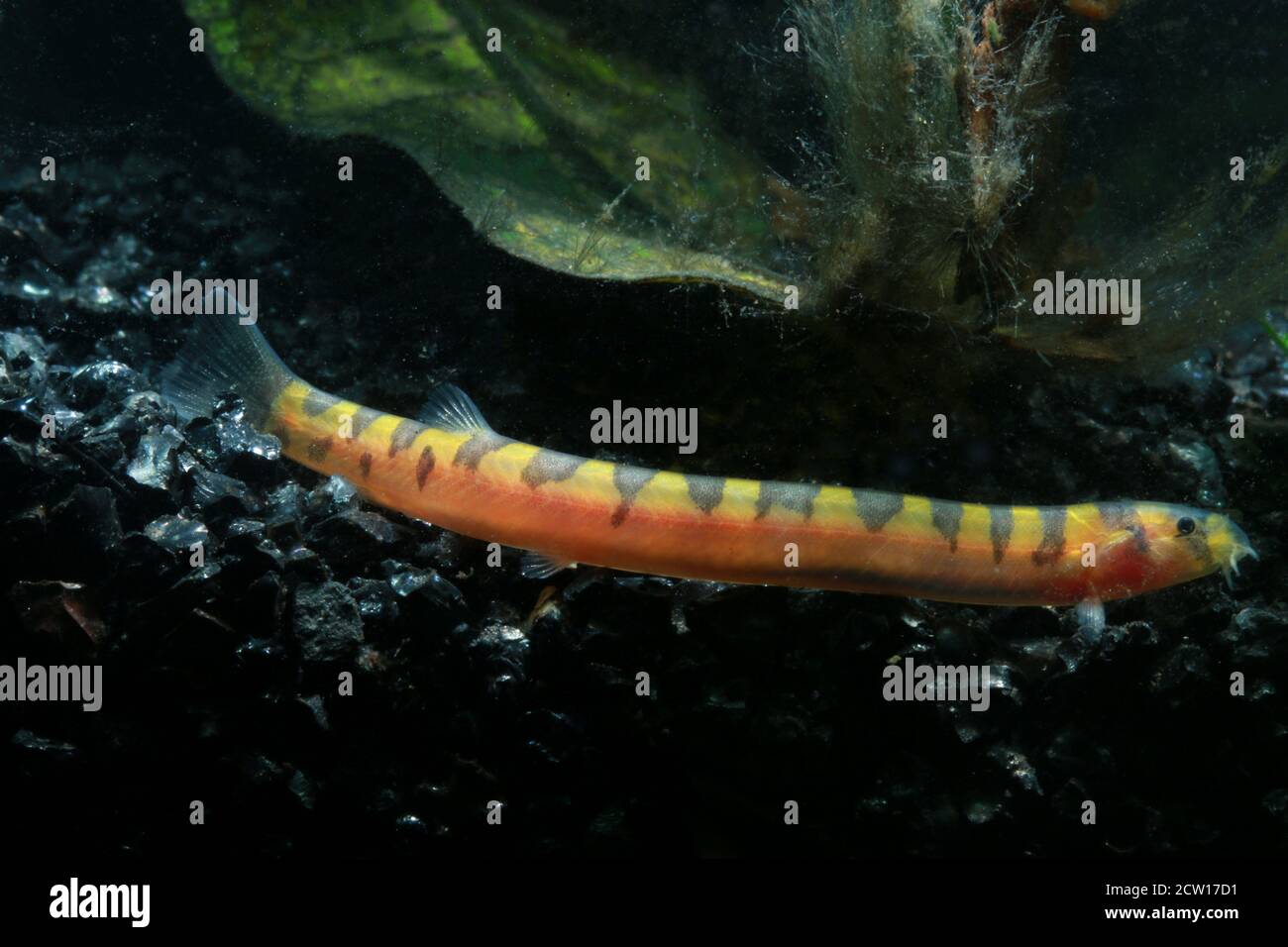 Pangio von indonesien -Fotos und -Bildmaterial in hoher Auflösung – Alamy