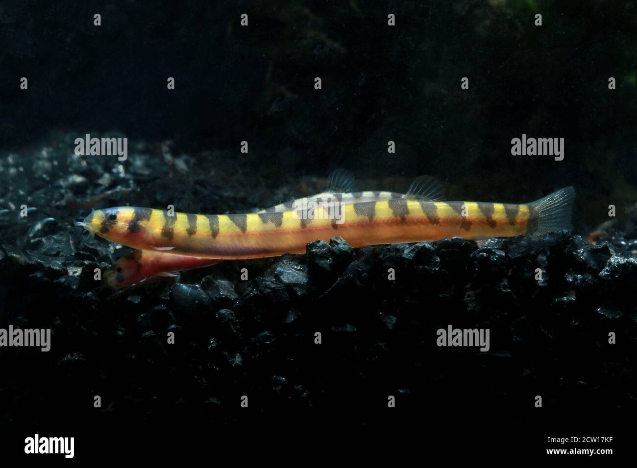 Pangio von indonesien -Fotos und -Bildmaterial in hoher Auflösung – Alamy