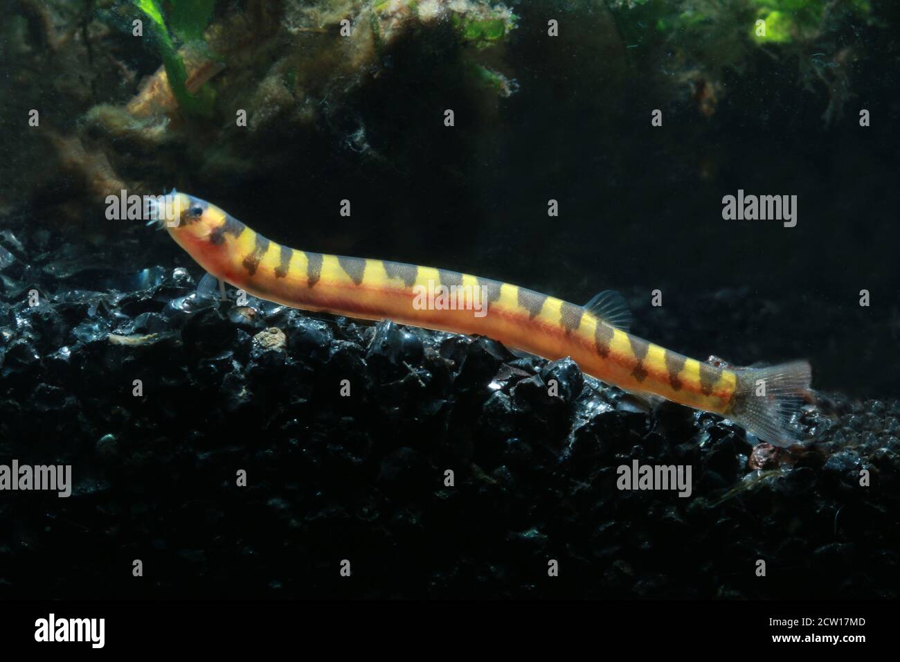 Pangio von indonesien -Fotos und -Bildmaterial in hoher Auflösung – Alamy