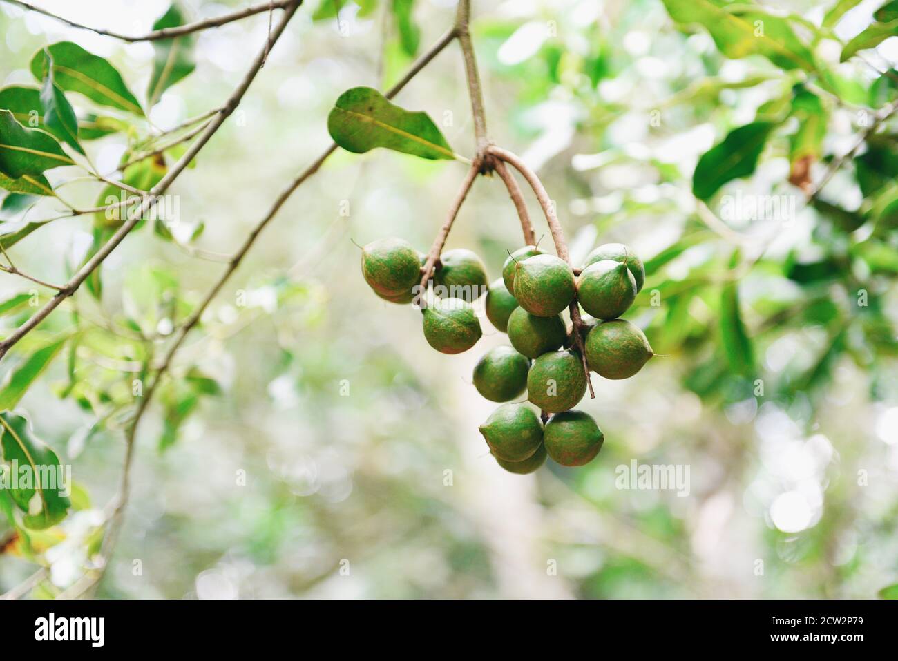 Macadamia tree Stockfotos und -bilder Kaufen - Alamy