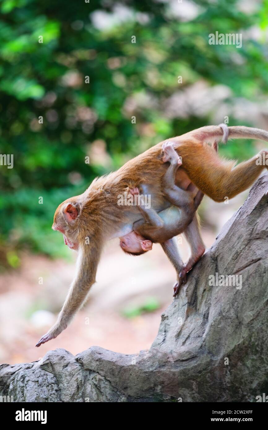 Wilder Kleiner Affe Stockfotos und -bilder Kaufen - Alamy