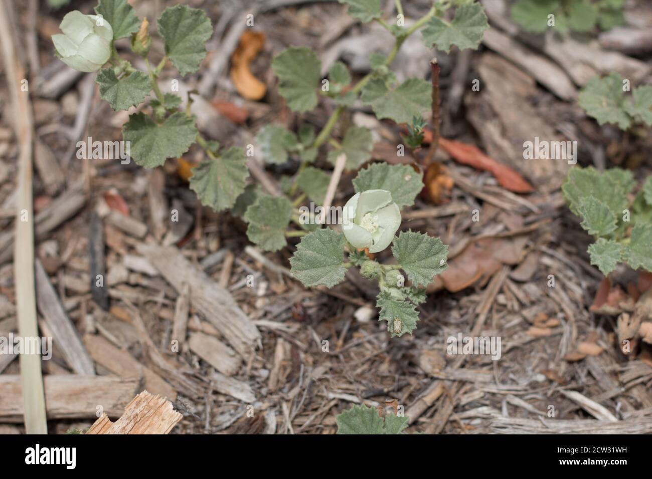 Malvella leprosa -Fotos und -Bildmaterial in hoher Auflösung – Alamy