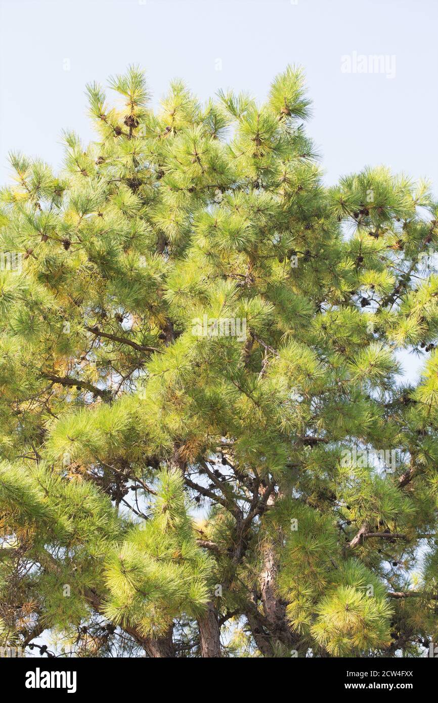 Pinus rigida -Fotos und -Bildmaterial in hoher Auflösung – Alamy
