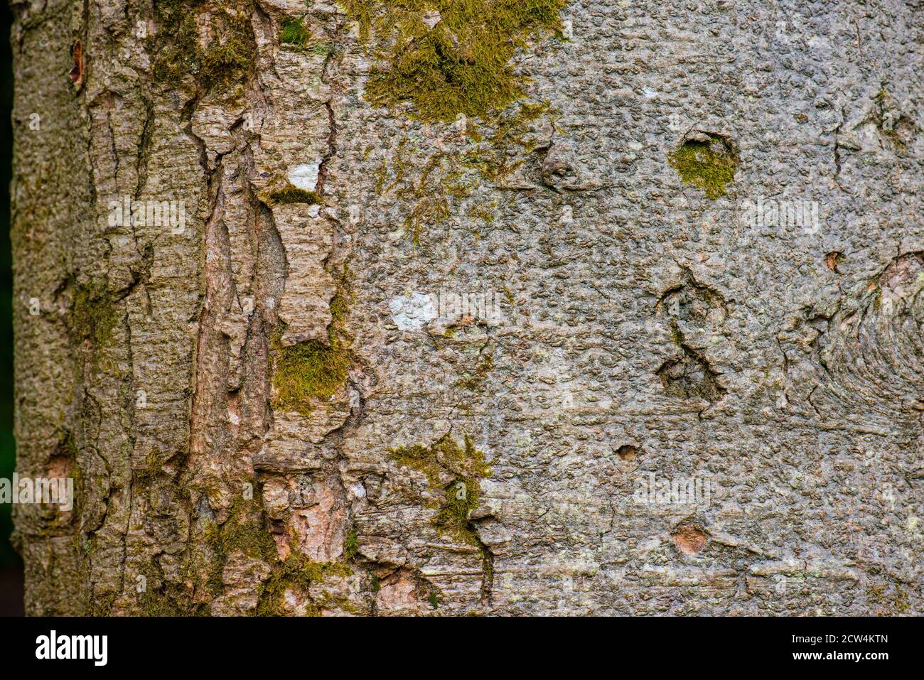 Blaue edle tanne -Fotos und -Bildmaterial in hoher Auflösung – Alamy