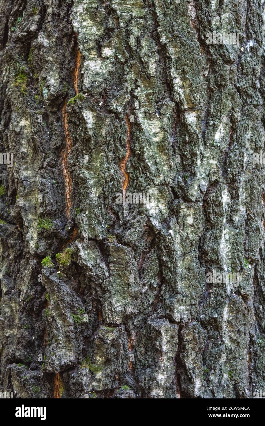 Textur des alten Birke Baumrinde mit grünem Moos. White birch Bark auf ...