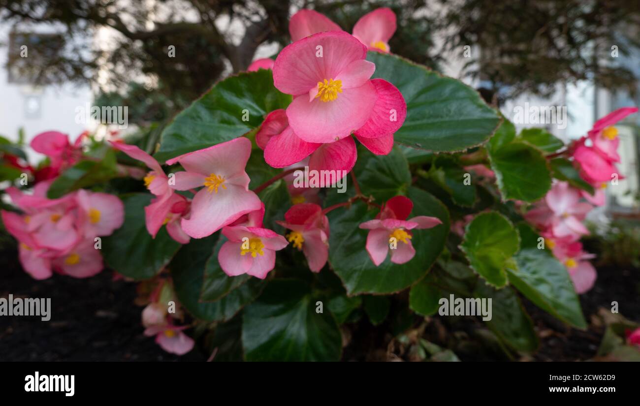 Rosa begonie -Fotos und -Bildmaterial in hoher Auflösung – Alamy