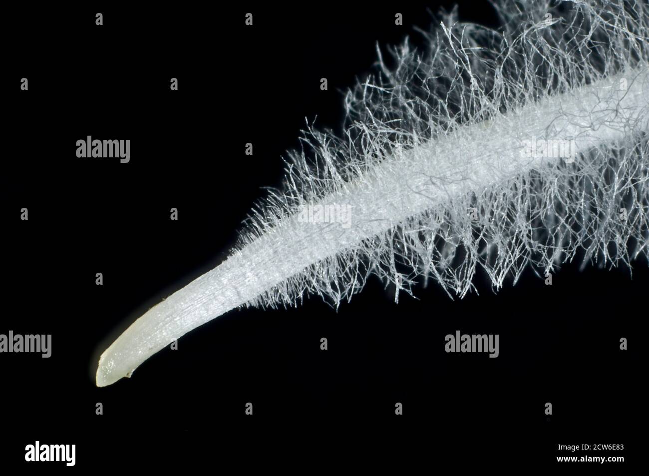 Tipp wurzel -Fotos und -Bildmaterial in hoher Auflösung – Alamy