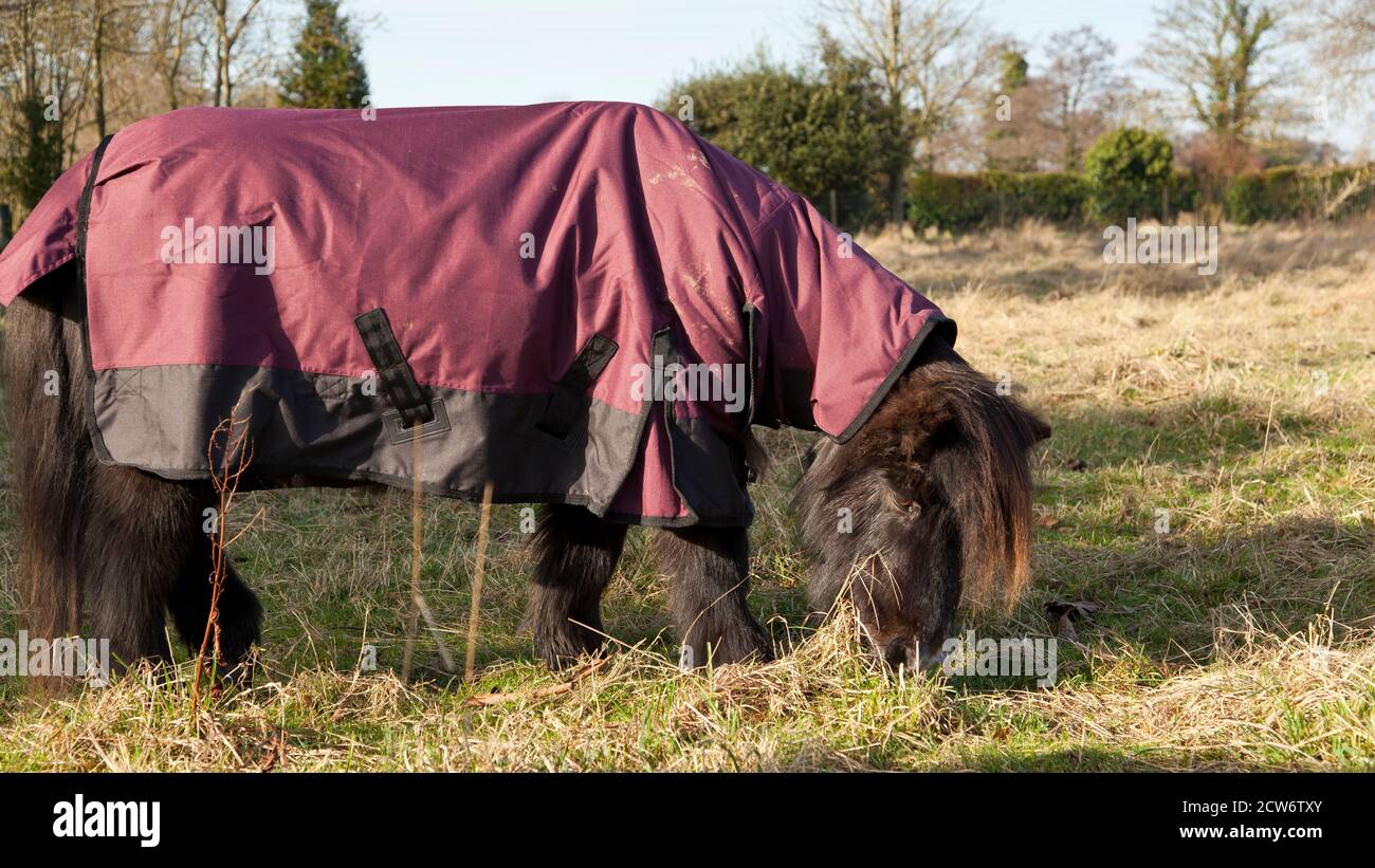 Diane randell pony Stockfotos und -bilder Kaufen - Alamy