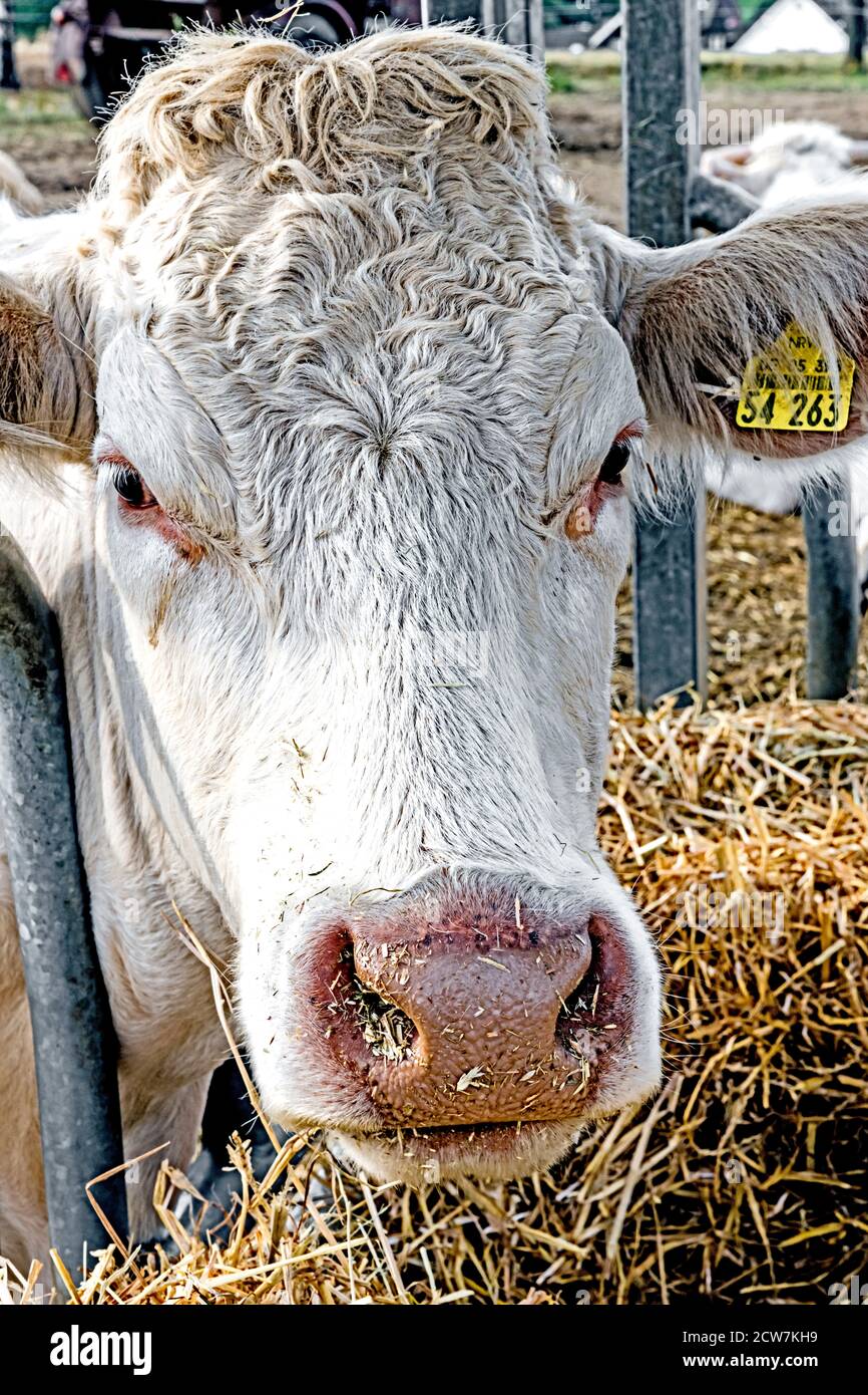 Kühe draußen auf der Weide; Kuehe auf der Weide Stockfotografie - Alamy Kühe draußen auf der Weide; Kuehe auf der Weide Stockfotografie - Alamy