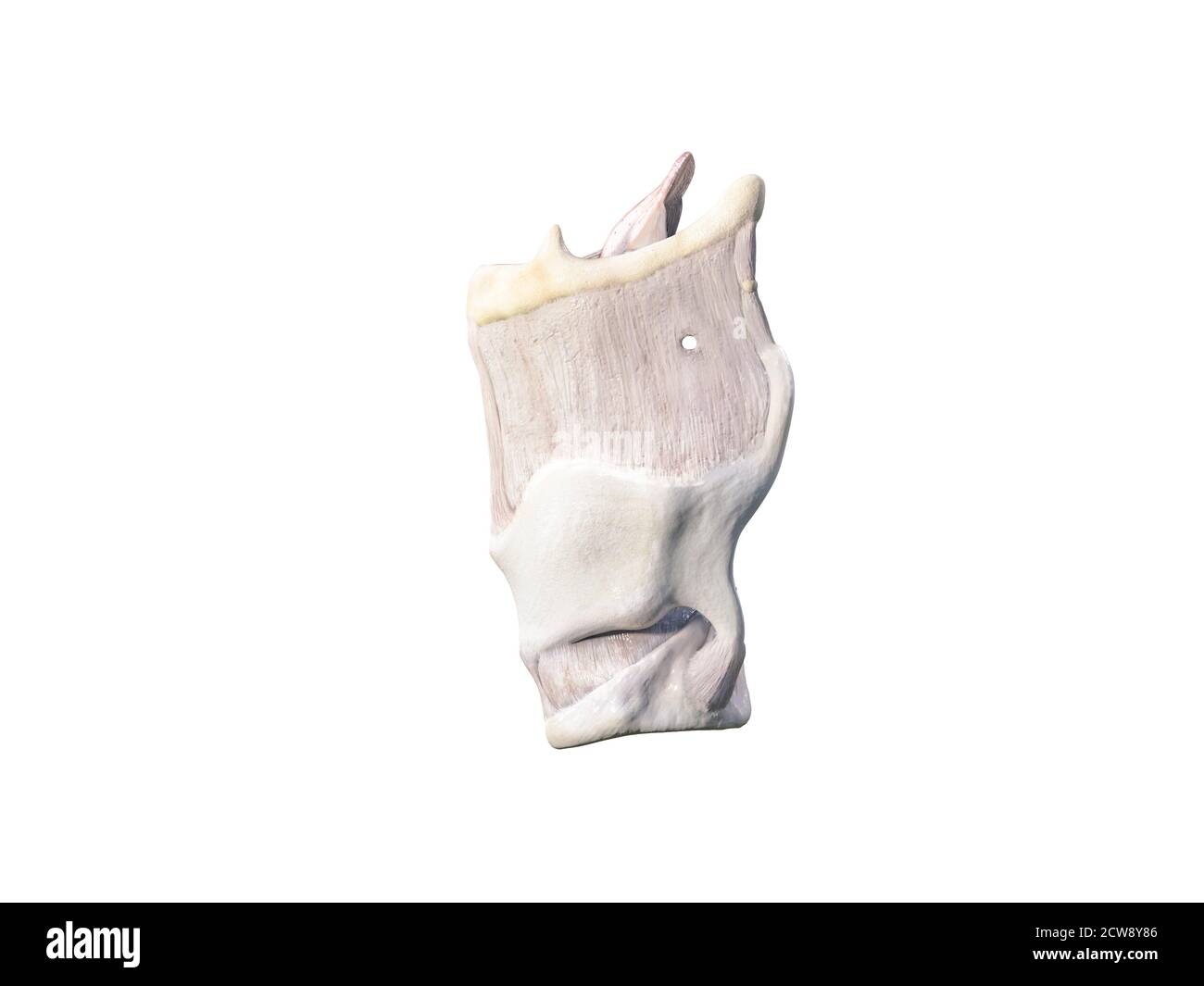 Anatomie des Kehlkopfes. Der Kehlkopf besteht aus verschiedenen ...