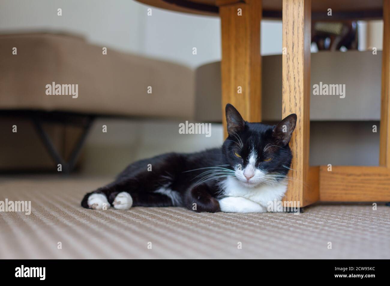 Katze krank liegen -Fotos und -Bildmaterial in hoher Auflösung – Alamy