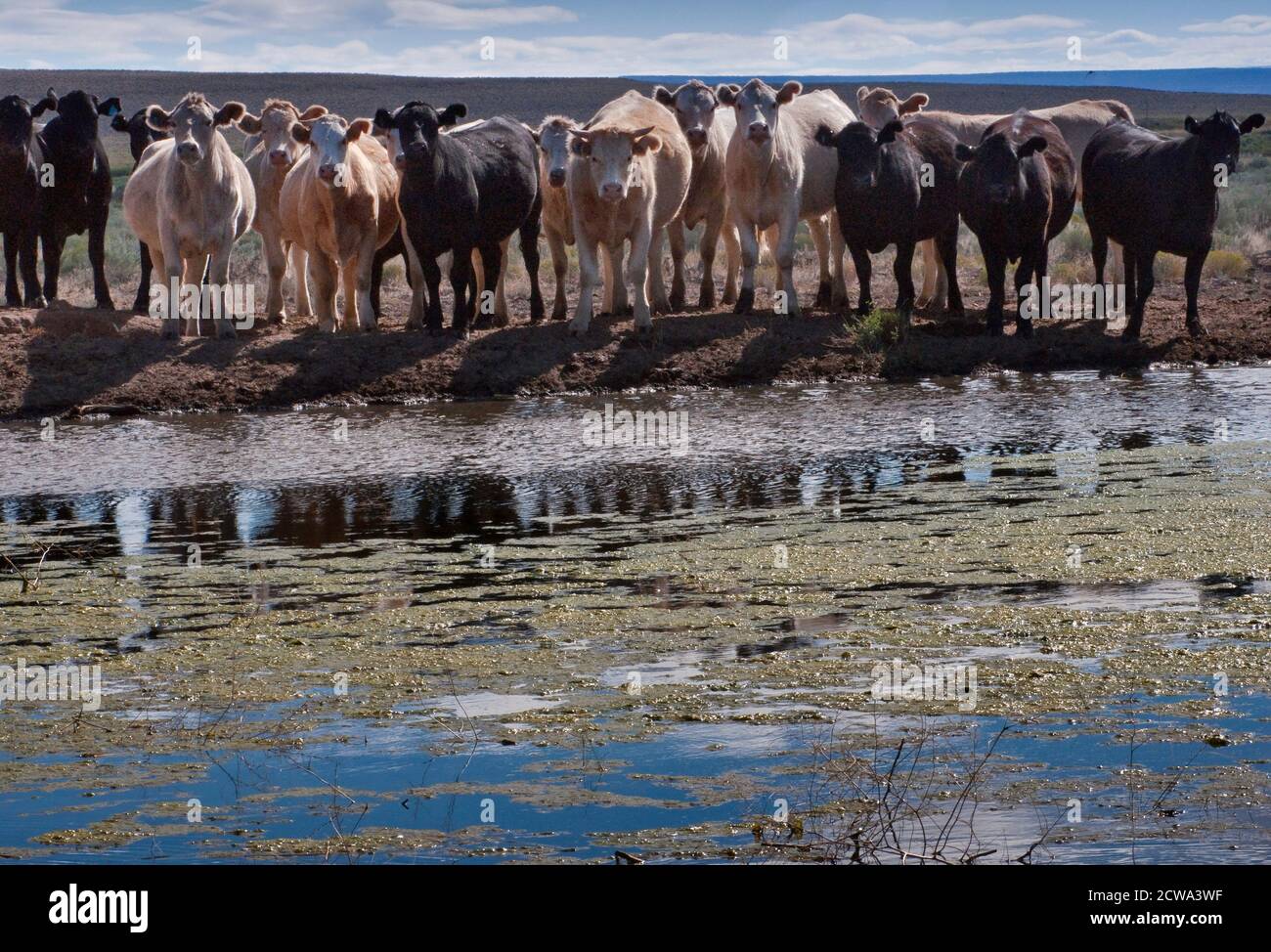 Große rinderfarm -Fotos und -Bildmaterial in hoher Auflösung – Alamy