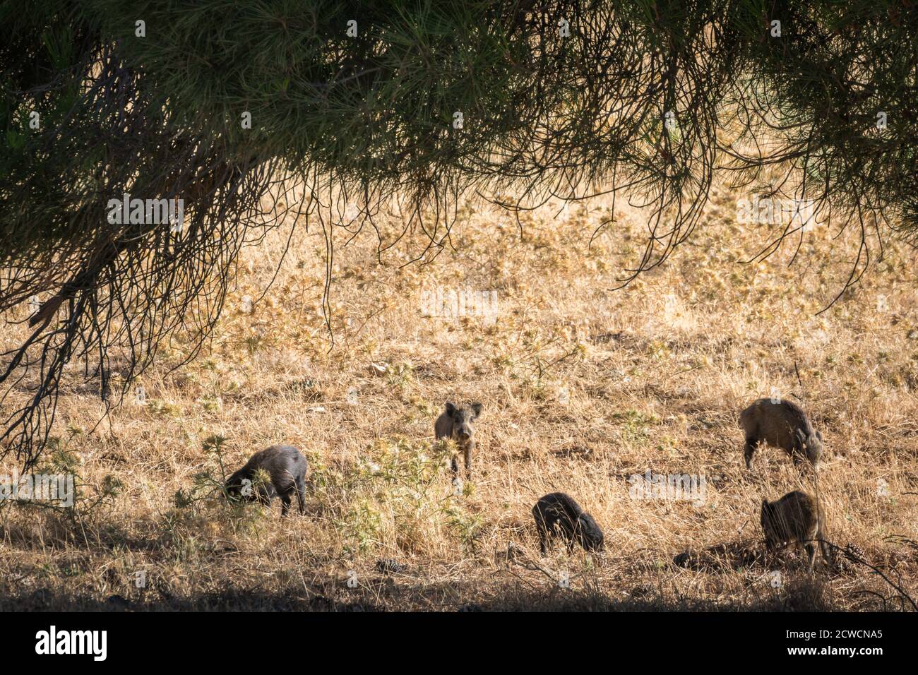 Wild boar eating Stockfotos und -bilder Kaufen - Alamy