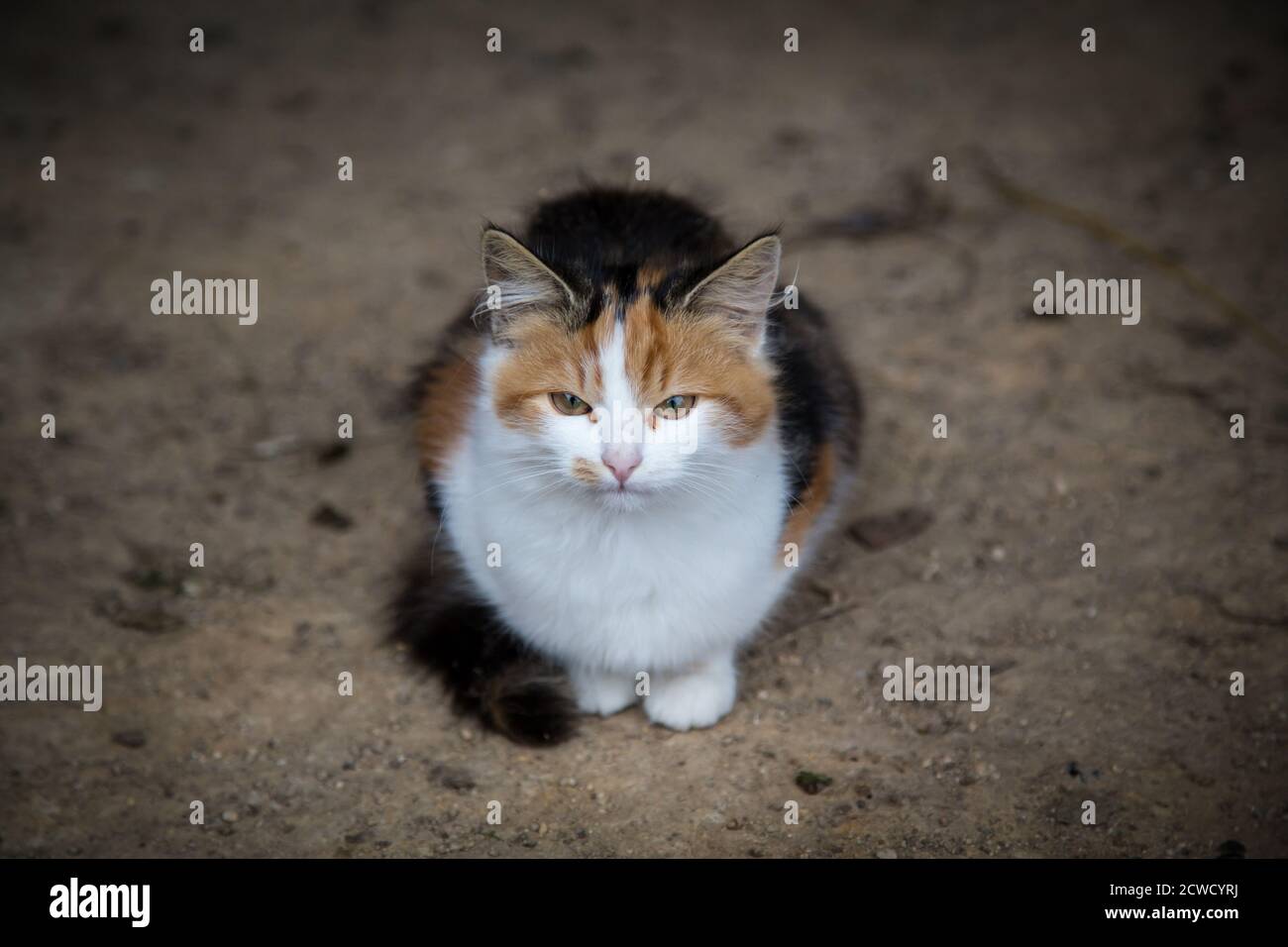 Liegende katze -Fotos und -Bildmaterial in hoher Auflösung – Alamy