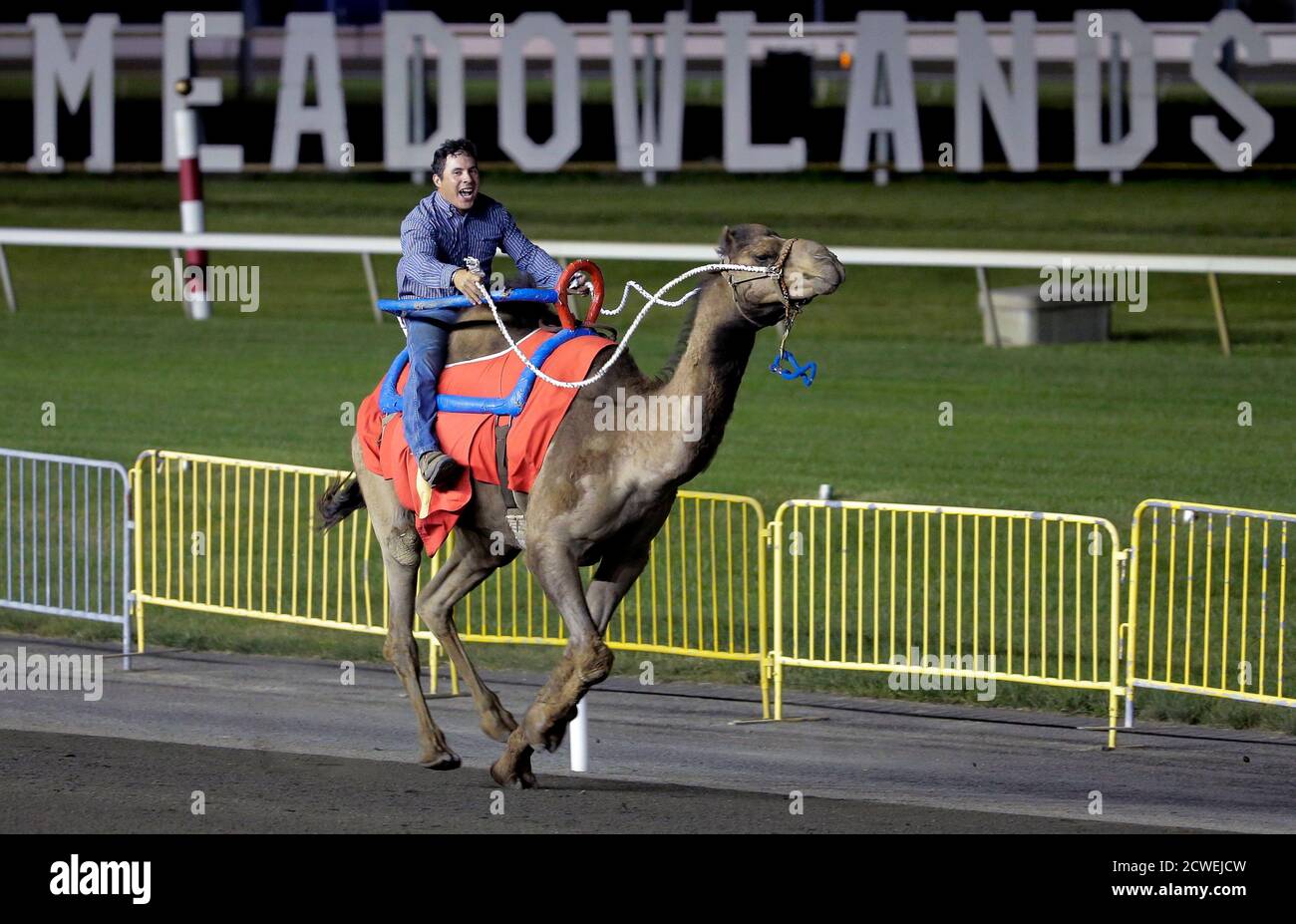 Tierspur strauß -Fotos und -Bildmaterial in hoher Auflösung – Alamy