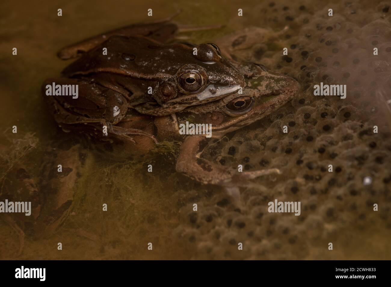 Frisch gelegte froscheier -Fotos und -Bildmaterial in hoher Auflösung ...