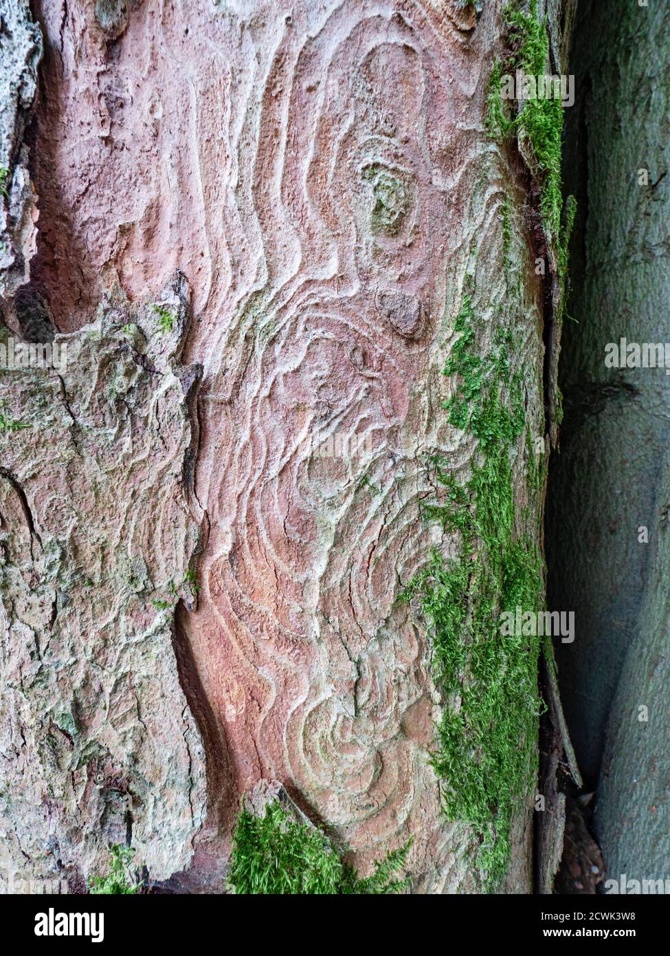 Ahornbaum Rinde Textur im Detail. Alter Ahornbaum im Laubwald mit ...