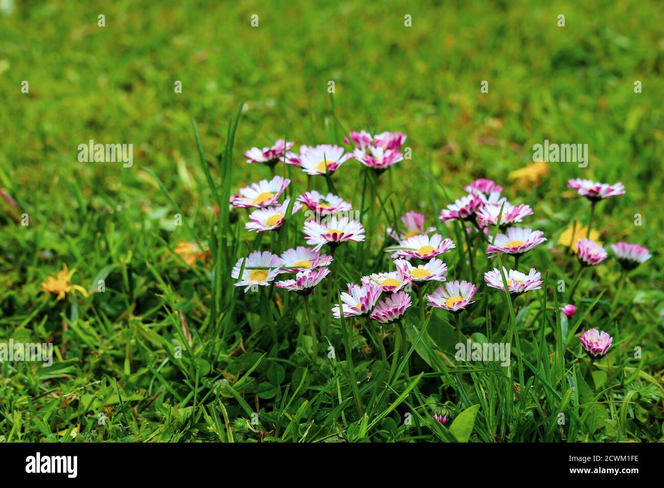 Wiese voller wilder blumen -Fotos und -Bildmaterial in hoher Auflösung ...